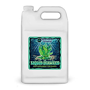Liquid Seaweed for Plants (128 oz) Gallon | Concentrated Liquid Kelp Supplement | Makes UP to 1,890 GALLONS | for All Plants & Gardens | Blue Planet Nutrients