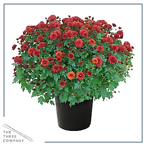 Live Flowering Hardy Chrysanthemum - Red - Colorful Fall Mums - 15" Tall by 12" Wide in 3 Qt Pot