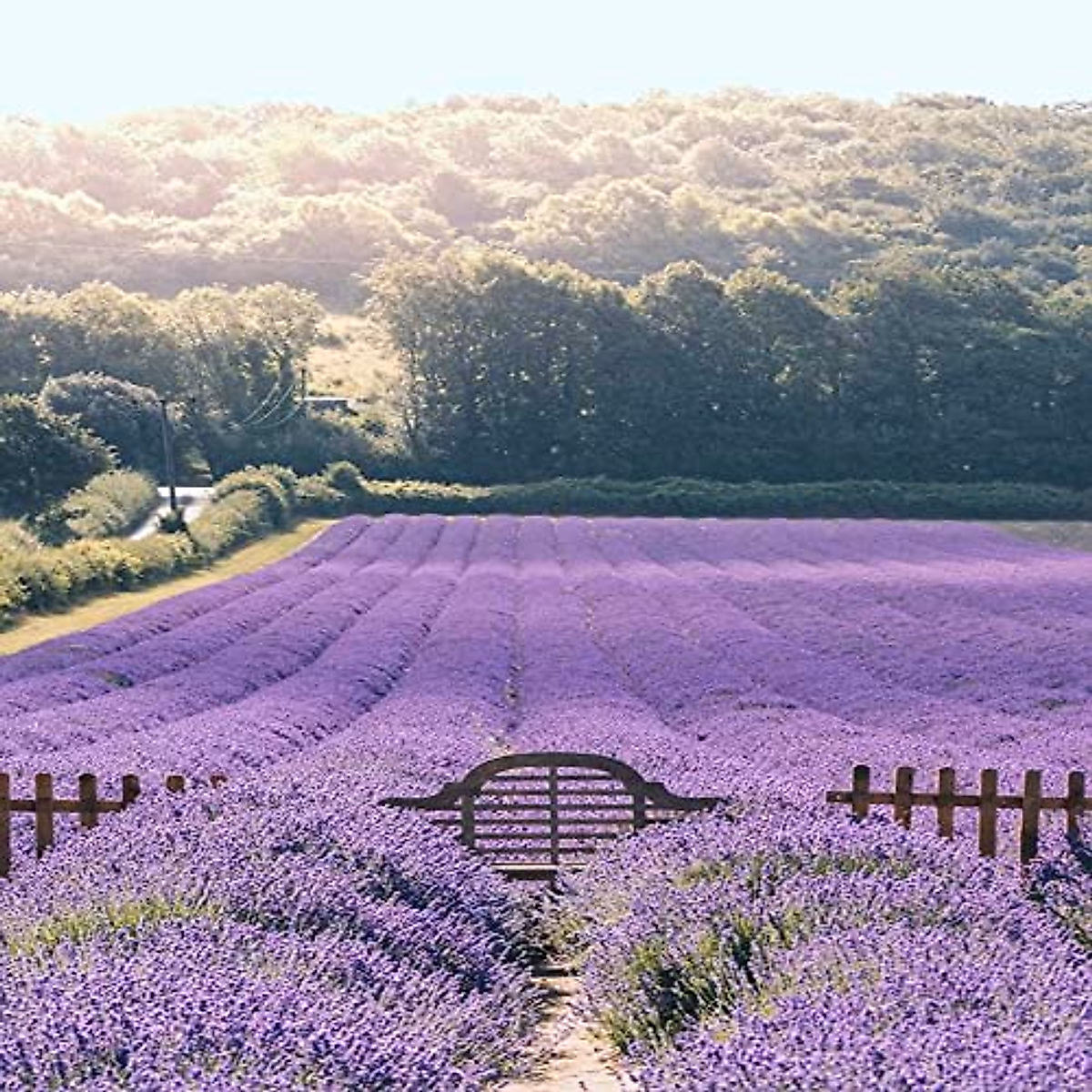 5000+ Provence Lavender Seeds Non-GMO Heirloom Garden Home for Planting, Blue