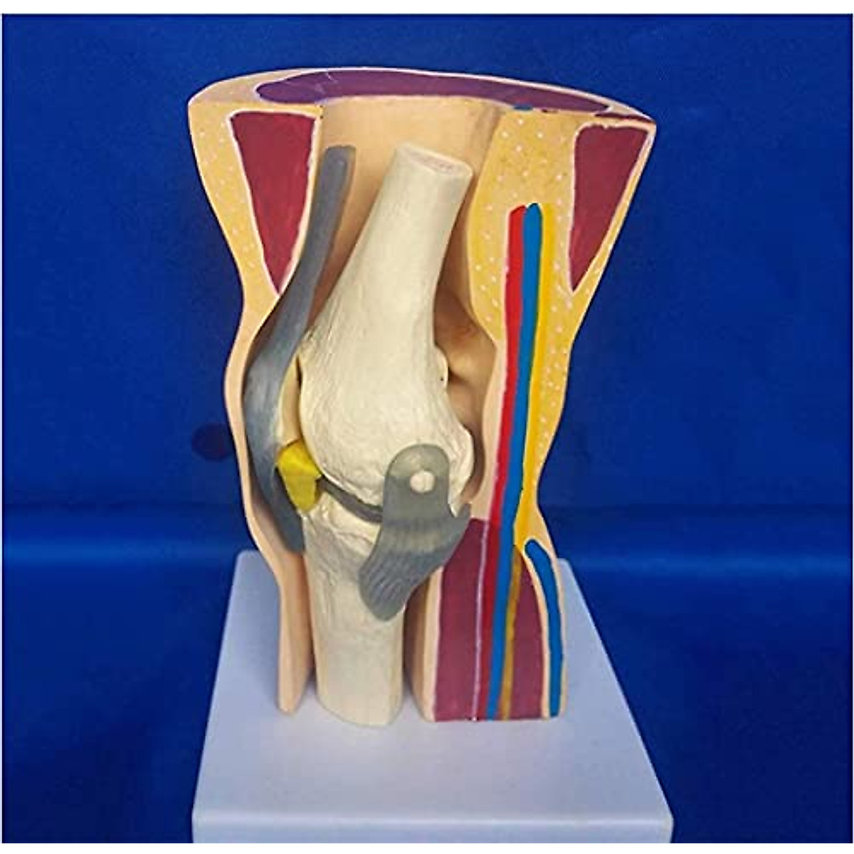 Anatomy Model Anatomical Human Knee Joint, Skin Bone Skeleton Model, Knee Joint Ligaments Skeleton Muscle Anatomy Model, Medical Educational Aid