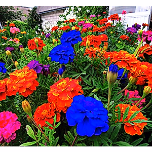 100 Pcs Mixed Marigold Seed Beautiful Flower to Plant in Your Garden