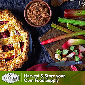 Survival Garden Seeds - Victoria Rhubarb Seed for Planting - Packet with Instructions to Plant and Grow Delicious and Tangy Red Stalks in Your Home Vegetable Garden - Non-GMO Heirloom Variety