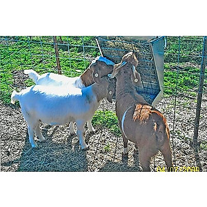 Little Giant Classic Heavy Duty Metal 2 in 1 Goat and Sheep Hay Feeder with Hook Over Design Mounts for Farm Animal and Livestock Feeding