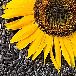 Sunflower Seeds - Black Oil Microgreen - 5 Pounds - Yellow Flower Seeds, Open Pollinated Seed Attracts Bees, Attracts Butterflies, Attracts Hummingbirds, Attracts Pollinators