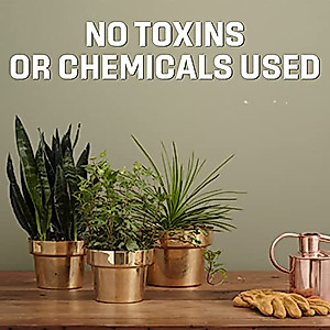 Exterminator’s Choice - Peel and Stick Glue Traps - Professional Quality Covered Glue Sticky Traps - Easy Pest Control for Ants, Roaches, Crickets, Spiders, Beetles and More - Includes 10 Traps