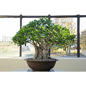 100 Pcs Banyan Seeds Rare Bonsai Tree Seeds Indoor and Outdoor Bonsai Seed for Home Yard Garden Decor Easy to Grow