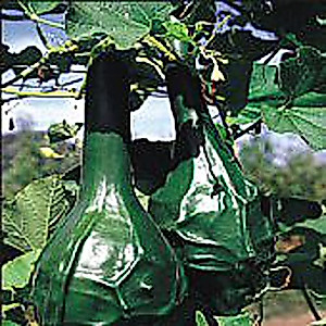 Dinosaur Gourds Seeds (20+ Seeds) | Non GMO | Vegetable Fruit Herb Flower Seeds for Planting | Home Garden Greenhouse Pack