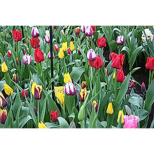 Mixed Triumph Tulip - 50 bulbs