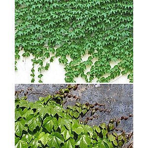 100+ Ivy Vine Liana Seeds Green Vines Climbing Beautiful Ground-Creeping Plants Bonsai Home