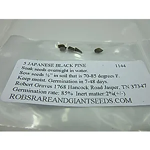 1144-Japanese Black Pine Tree (Pinus thunbergii) Seeds by Robsrareandgiantseeds UPC0764425787693 Bonsai,Non-GMO,Organic,Historic Plants,Sacred, 1144 Package of 5 Seeds