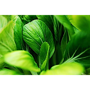 1000 Pak Choi Seeds for Planting - 3+ Grams - White Stem - Heirloom Non-GMO Vegetable Seeds for Planting - AKA Bok Choy, Pok Choi, Chinese Cabbage