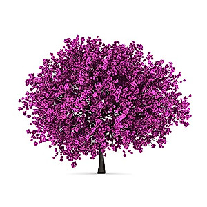 Judas Tree Seeds for Planting - 20 Seeds - Flowering Tree Prized for Yard, Garden or as Bonsai