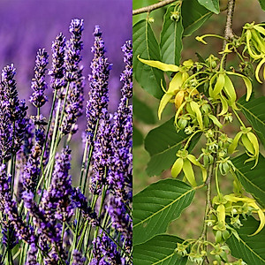 Seattle Sundries | Lavender & Ylang Ylang Natural Beeswax & Shea Butter 2x (1.15oz) Hand Made Solid Lotion Bars in tins- Moisturizes & Protects Dry Skin - for Women & Men, Work & Home.