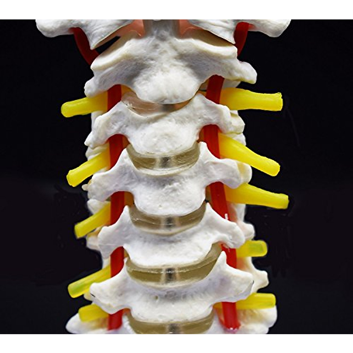 Cervical Vertebra Arteria Spine Spinal Nerves Anatomical Model Anatomy for Science Classroom Study Display Teaching Medical Model