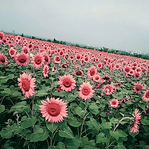 200pcs Pink Sunflower Seeds for Planting, Heirloom and Non-GMO Seeds, Bonsai Plant Office Home Garden Yard Floral Decor Easy to Plant and Grow (Helianthus annuus)