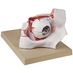 Eisco Labs Model, Human Eye in Orbit, 9 Part, Dissectable, 3 Times Enlarged