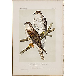 The Ferruginous Buzzard