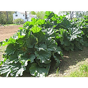 Rhubarb Root Easy to Plant, Large Rhubarb Crown Freshly dug Planting Ornaments Garden Perennials Simple to Grow Pots Gift