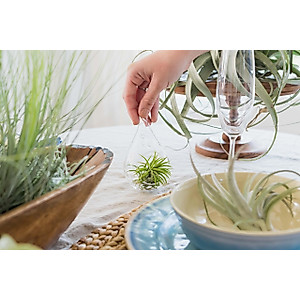 Air Plant Shop 10 Pack XL Tillandsia Ionantha Rubra- Wholesale and Bulk - Succulents - Live Tillandsia - Easy Care Indoor and Outdoor House Plants