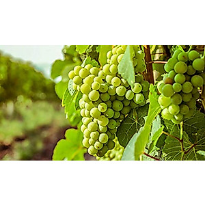 50+ Grape Seeds Vine Fruit Seed Fruit Plant Home Garden Non-GMO