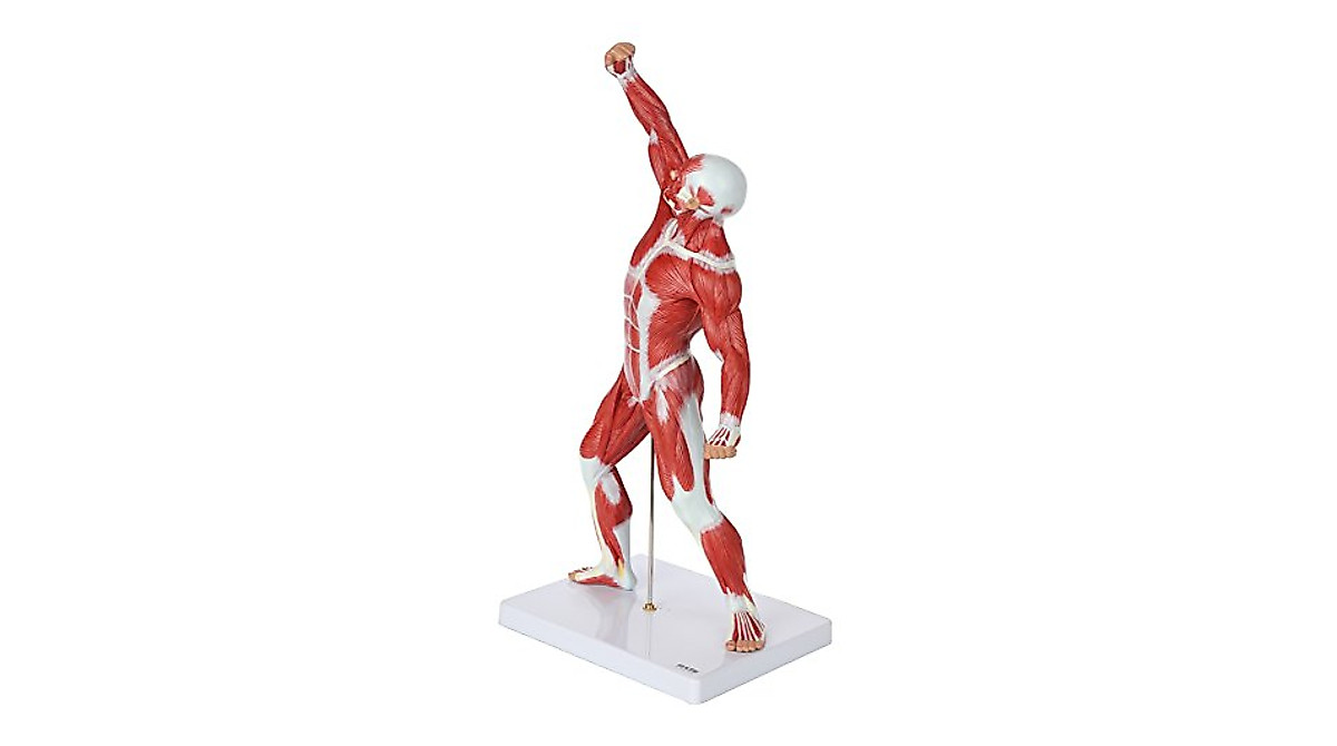 Miniature Muscular System Model - 20-Inch Human Anatomy Replica