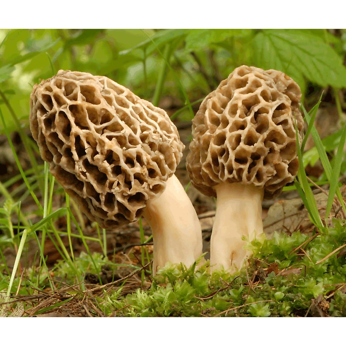 American True Morel Mushroom (Morchella Americana) Liquid Culture Syringe Sample for Mushroom Cultivation Growing on Grain or Agar