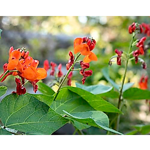 Heirloom Scarlet Runner Beans Seeds - 20 Large Bean Seeds Non GMO - Marde Ross & Company ®