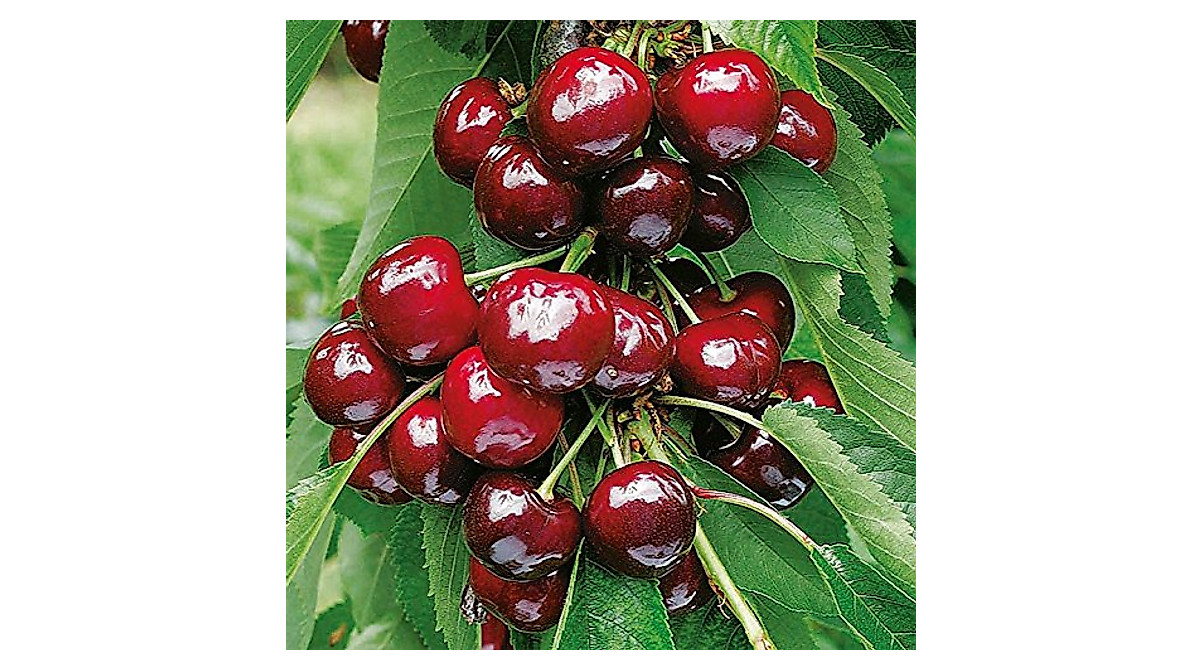 Grow Dwarf Cherry Trees: Self-Fertile Fruit Seeds for Home