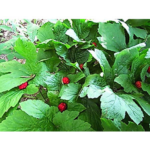 Goldenseal Plant Bare Roots Perennial for Planting - 12 Roots Planting Growing Outdoor Indoor Perennial Ornaments Can Grow Pots Gift Garden