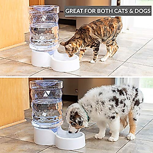 PetFusion H2O Gravity Pet Water Dispenser. Durable 2.5 Gallon Water Feeder. Automatic Water Station for Cats & Small, Medium, Large Dogs, Transparent (PF-GW1)