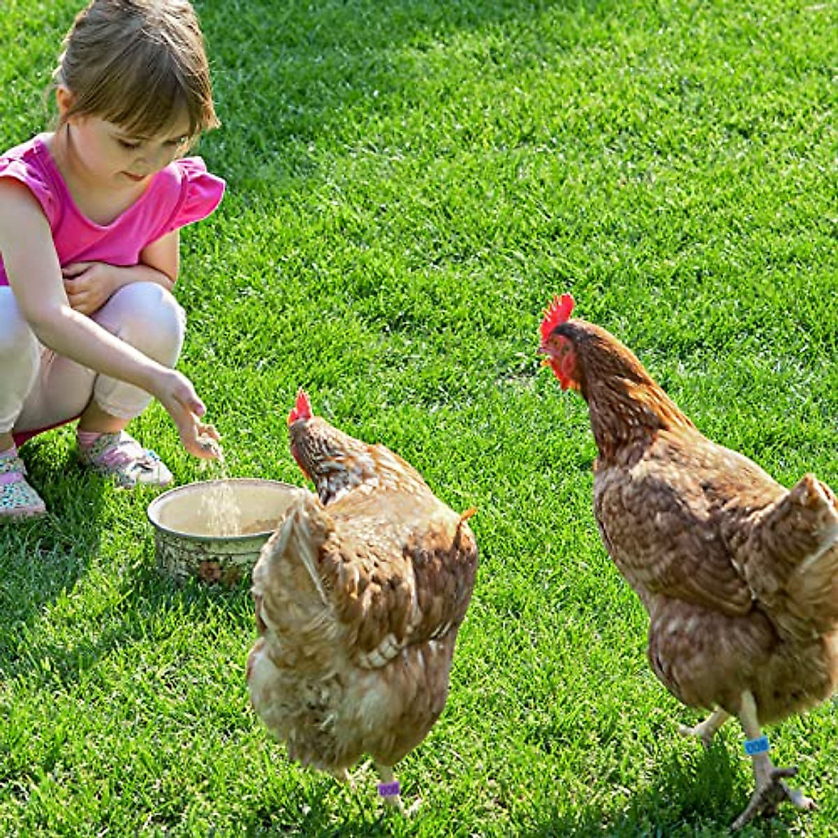 Keedolla 100Pcs 16mm Chicken Leg Rings 5 Colors Numbered Chicken Identification Leg Bands, Poultry Leg Bands Chicken Foot Rings for Ducks Chicks Bantam Guinea Pigeons Goose Gamefowl - Medium