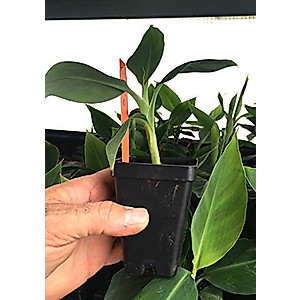 Grand Nain Chiquita Banana Tree - Live Dwarf Banana Plant
