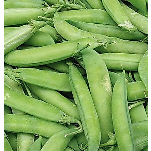 "Wando" Garden Pea Seeds for Planting, 50+ Heirloom Seeds Per Packet, (Isla's Garden Seeds), Non GMO Seeds, Botanical Name: Pisum sativum, Great Home Garden Pea Variety