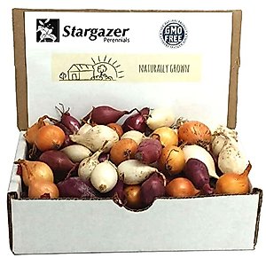 Mixed Red, White and Yellow Onion Sets 8 oz | Naturally Grown Non-GMO Bulbs - Easy to Grow Onion Assortment