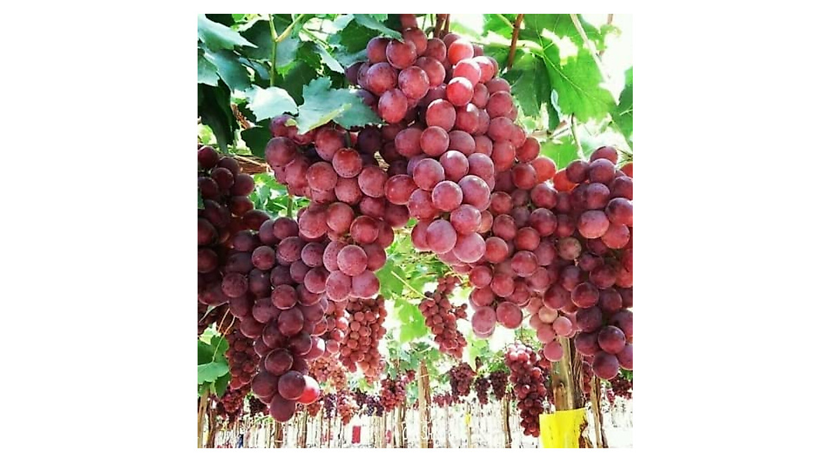 Grow Giant Red Globe Grape Seeds | Sweet, Large & Non-GMO