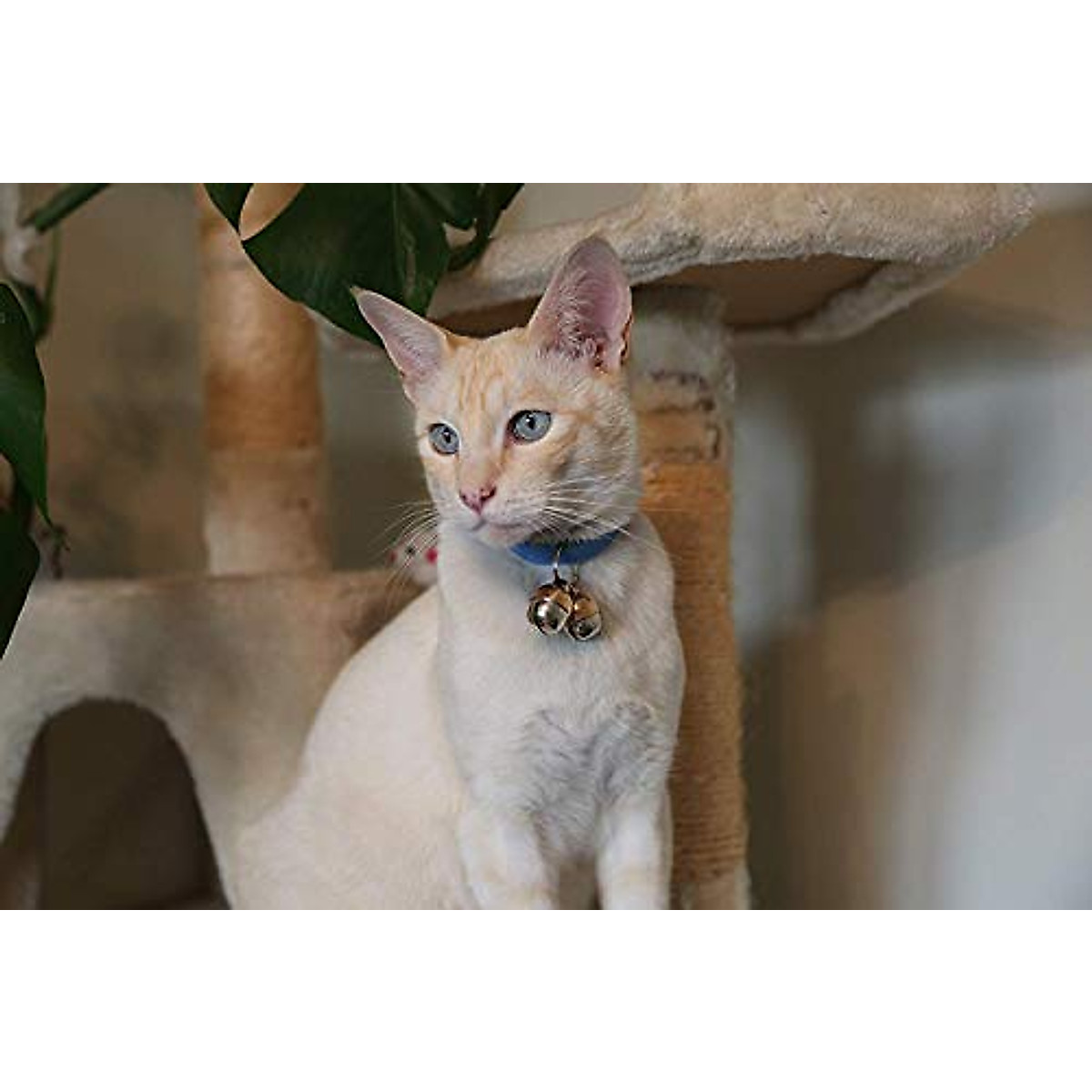 2 Extra Loud Cat & Dog Bells | Pet Tracker | Save Birds & Wildlife | Luxury Handmade Copper | Beau's Bells (Medium)