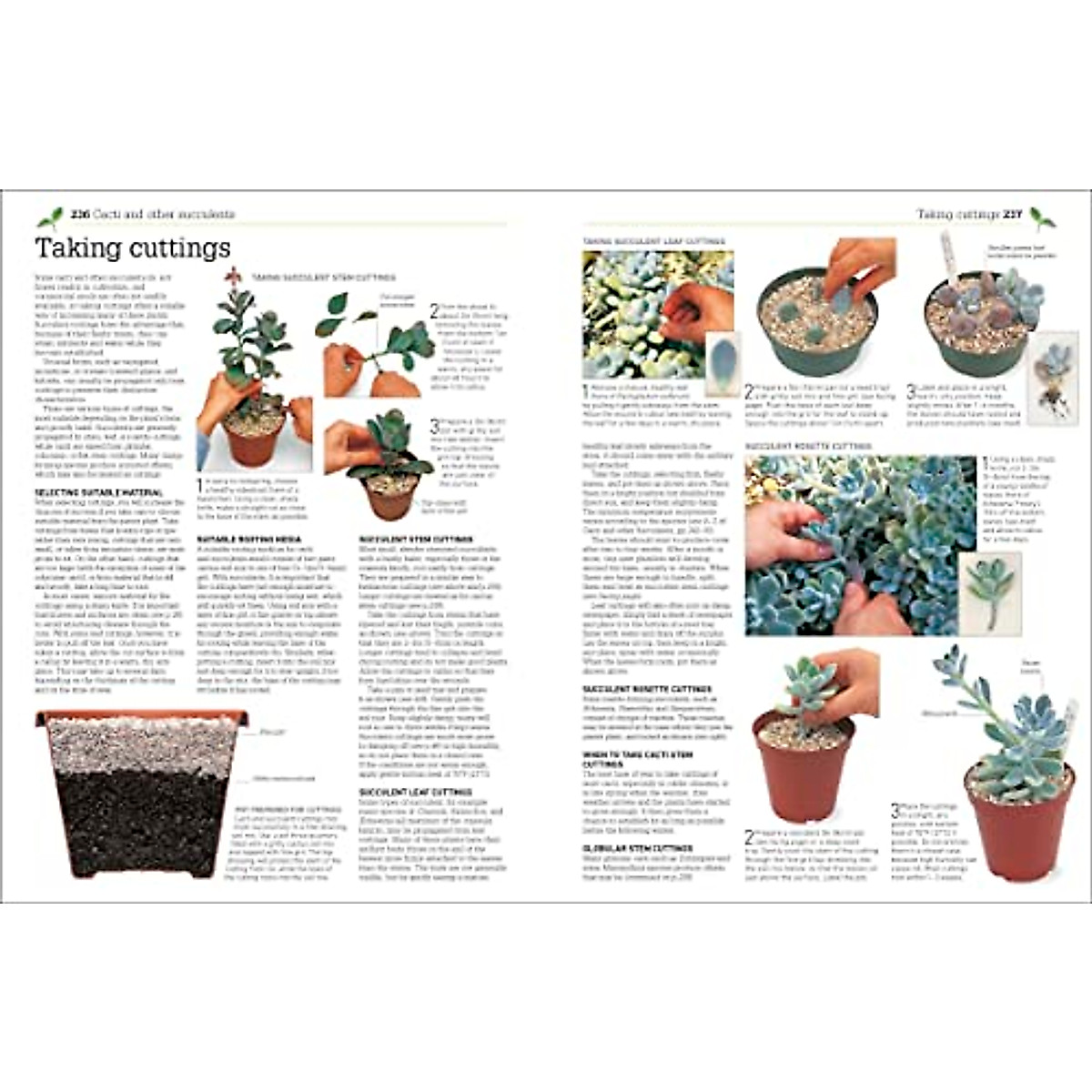 Propagating Plants: How to Create New Plants for Free