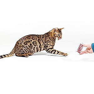 Tamu style Cat Spring Toys (15 Pack), Plastic Coils for Indoor Active Healthy Play, Colorful 2 Inch Spirals