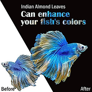 Premium Indian Almond Leave. Aquarium Decorations Size 6-9" Pack 50g(20-25 Leaves). Catappa Leaves Rich in Tannin. Superb to be Health Better, Vitality, Succesful Breeding! of Shrimp & Betta Fish Tank