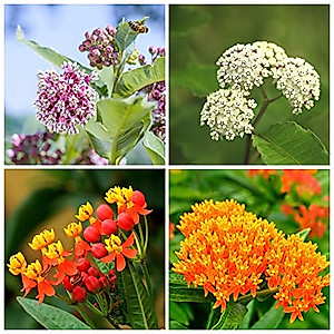 800+ Butterfly Milkweed Seeds for Planting, Swamp Milkweed(Asclepias curassavica) 4 Pack of 200 Seeds Each Heirloom, Non-GMO