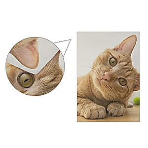 Hokkien Orange Cat Tilts His Head Garden Flag Banner 12 x 18 Inch Decorative Garden Flag for Outdoor Lawn and Garden Home Décor Double-Sided