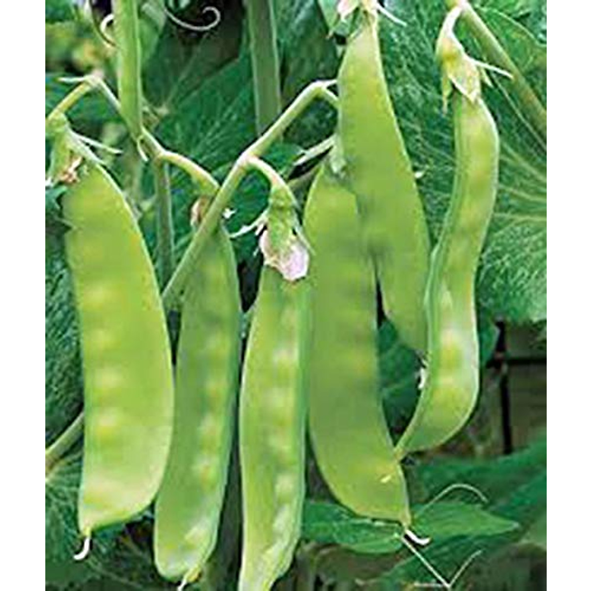 Pea Seed, Sugar Daddy Snap Pea, Heirloom, Non GMO, 50 Seeds, Perfect Peas, Country Creek Acres