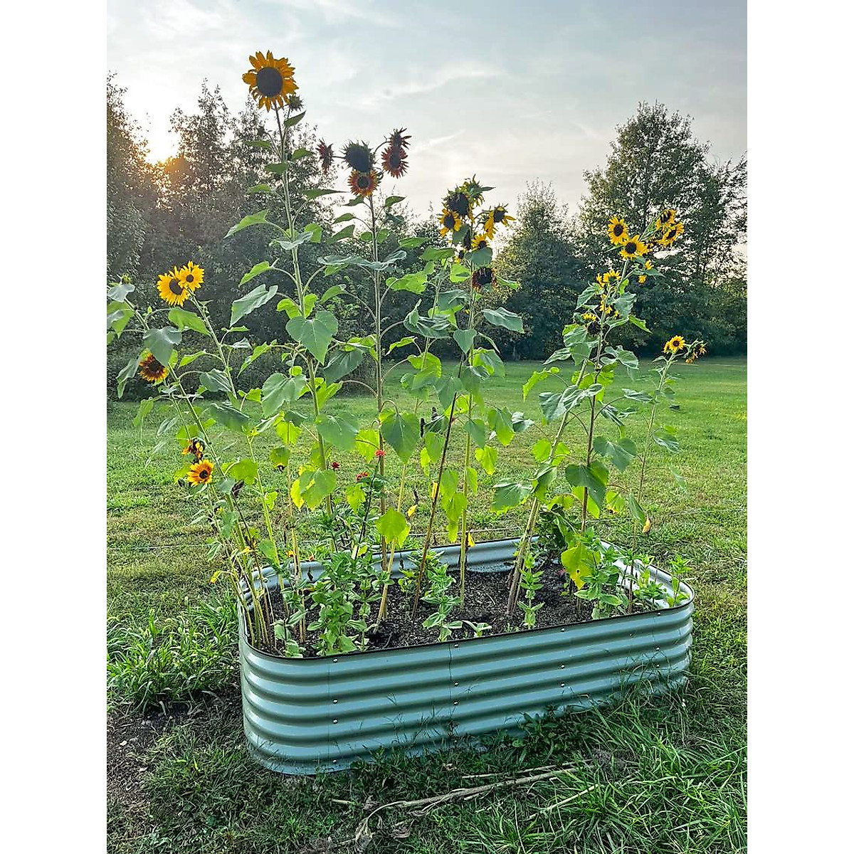 VEGEGA. 8ft X 2ft X 1.4ft Raised Garden Bed Kit, Large Zinc-Aluminum-Magnesium Coated Steel Metal Planter Box, for Planting Outdoor Plants Vegetables, Green