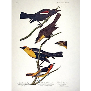 Nuttall's Starling, Yellow-headed Troopial, Bullock's Oriole. From"The Birds of America" (Amsterdam Edition)
