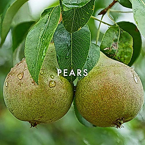 Alfred Sung JEWEL Eau De Toilette Spray, Perfume for Women 3.4oz