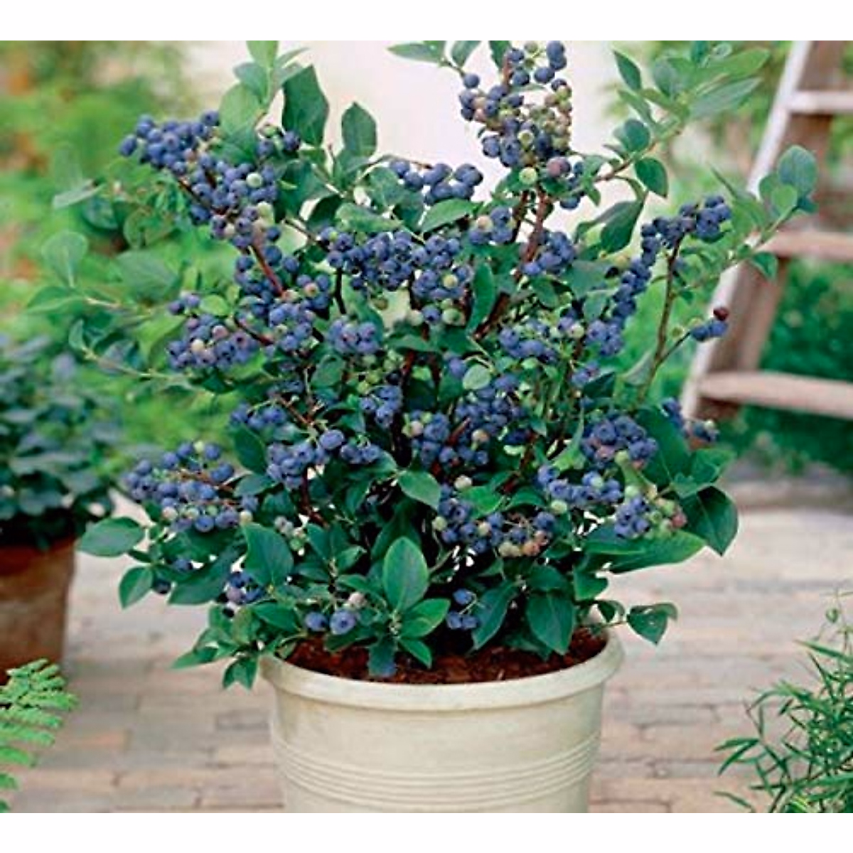 zellajake 50+Blueberries Seeds Heirloom Plants Berry Seeds Home Garden Bonsai