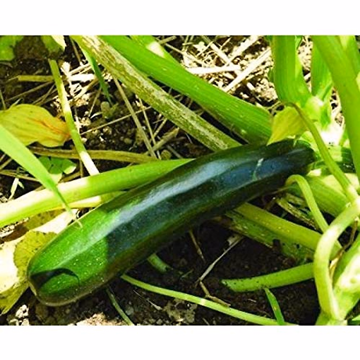 Black Beauty Summer Squash Seeds for Planting, 25+ Heirloom Seeds Per Packet, (Isla's Garden Seeds), Non GMO Seeds, Botanical Name: Cucurbita Pepo, Great Home Garden Gift