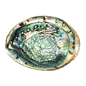 Govinda Hand Selected Abalone Shell (6 Inches)
