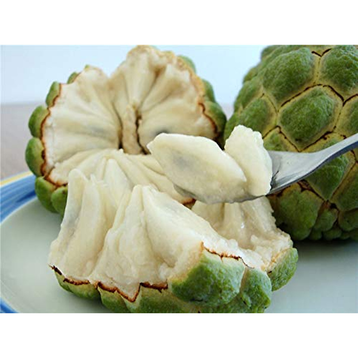 10+ Soursop Graviola Guanabana Annona Muricata Fruit Tree Seeds Fresh Tropical Fruit