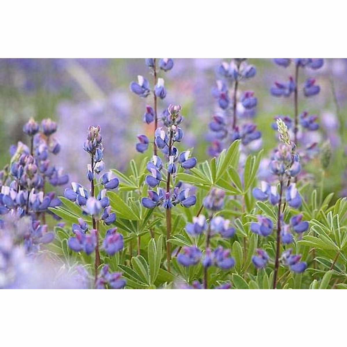 Riverbank Lupine Flower Seeds, 100+ Heirloom Seeds Per Packet, (Isla's Garden Seeds), Botanical Name: Lupinus rivularis, Non GMO Seeds